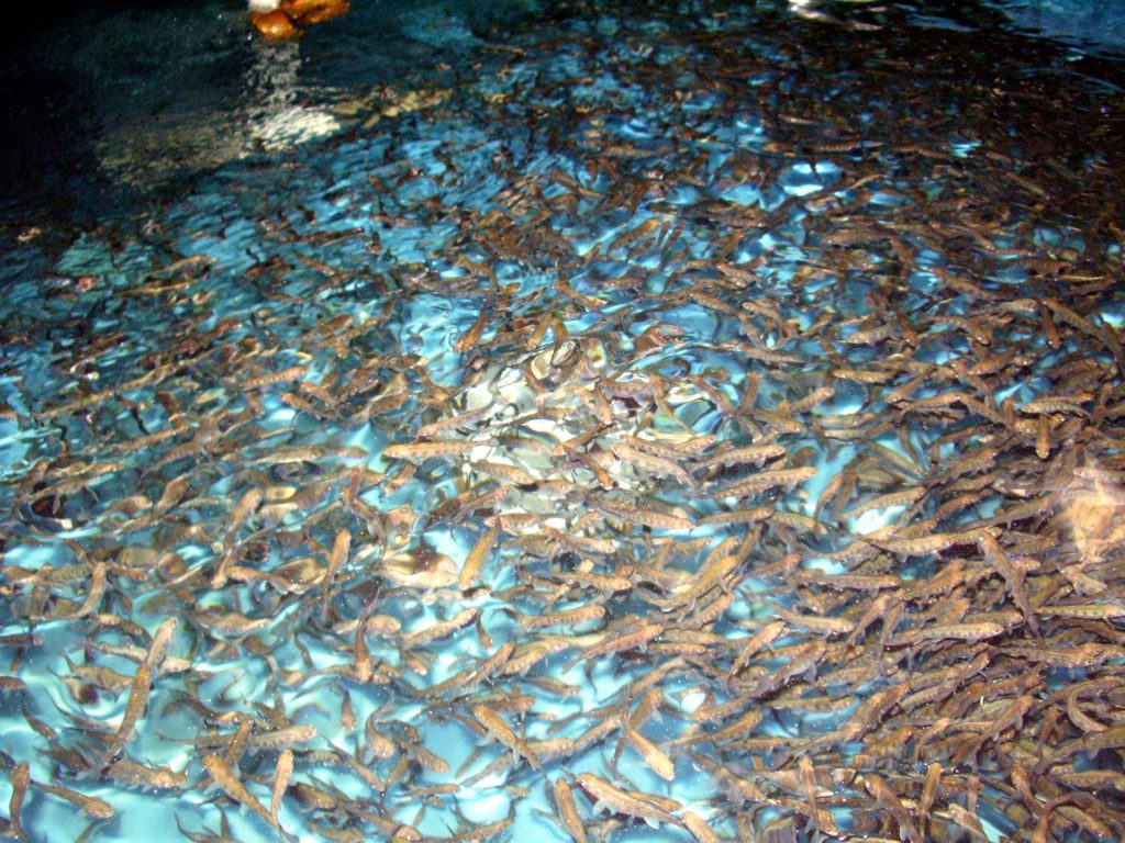 Pond Stocking – Coastal Pond Solutions